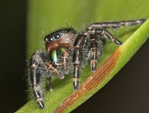 Bold Jumper. Phidippus audax